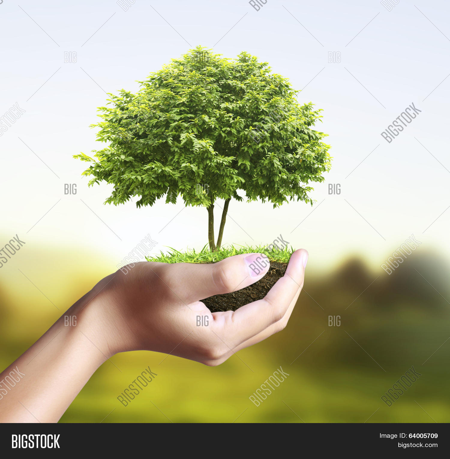 Small Tree, Plant Hand Image & Photo (Free Trial) | Bigstock