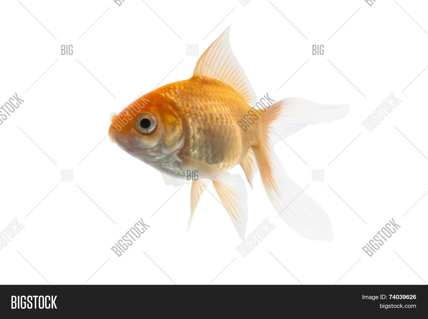 Golden Koi Fish Image & Photo (Free Trial) | Bigstock