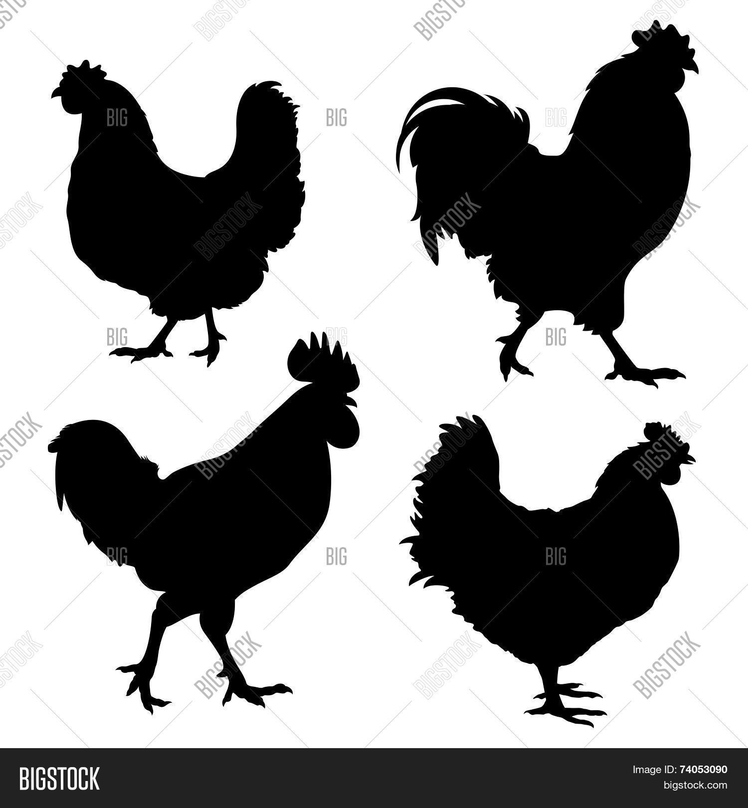 Chicken Silhouette Vector & Photo (Free Trial) | Bigstock