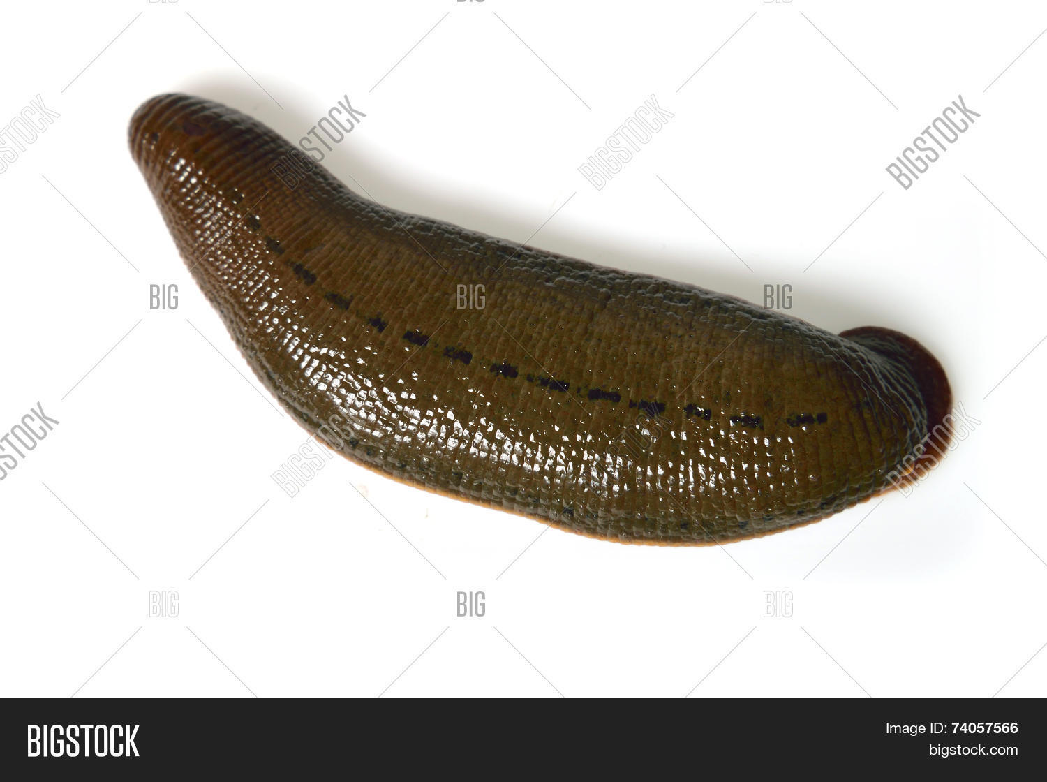 Imagen y foto Leech Isolated On (prueba gratis) | Bigstock