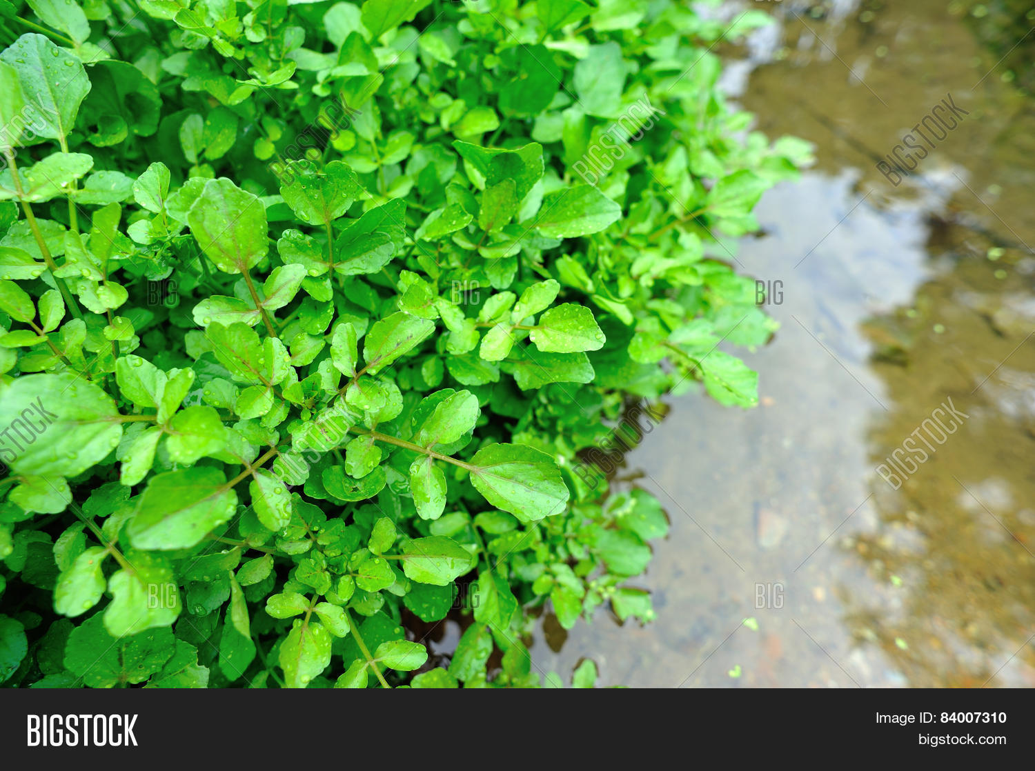 Watercress Image & Photo (Free Trial) | Bigstock