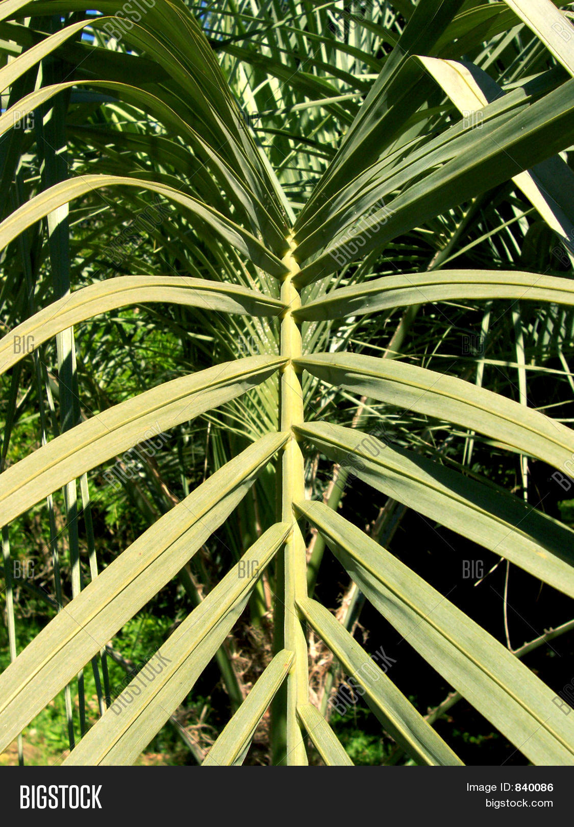 Butia Capitata Leaf Image & Photo (Free Trial) | Bigstock
