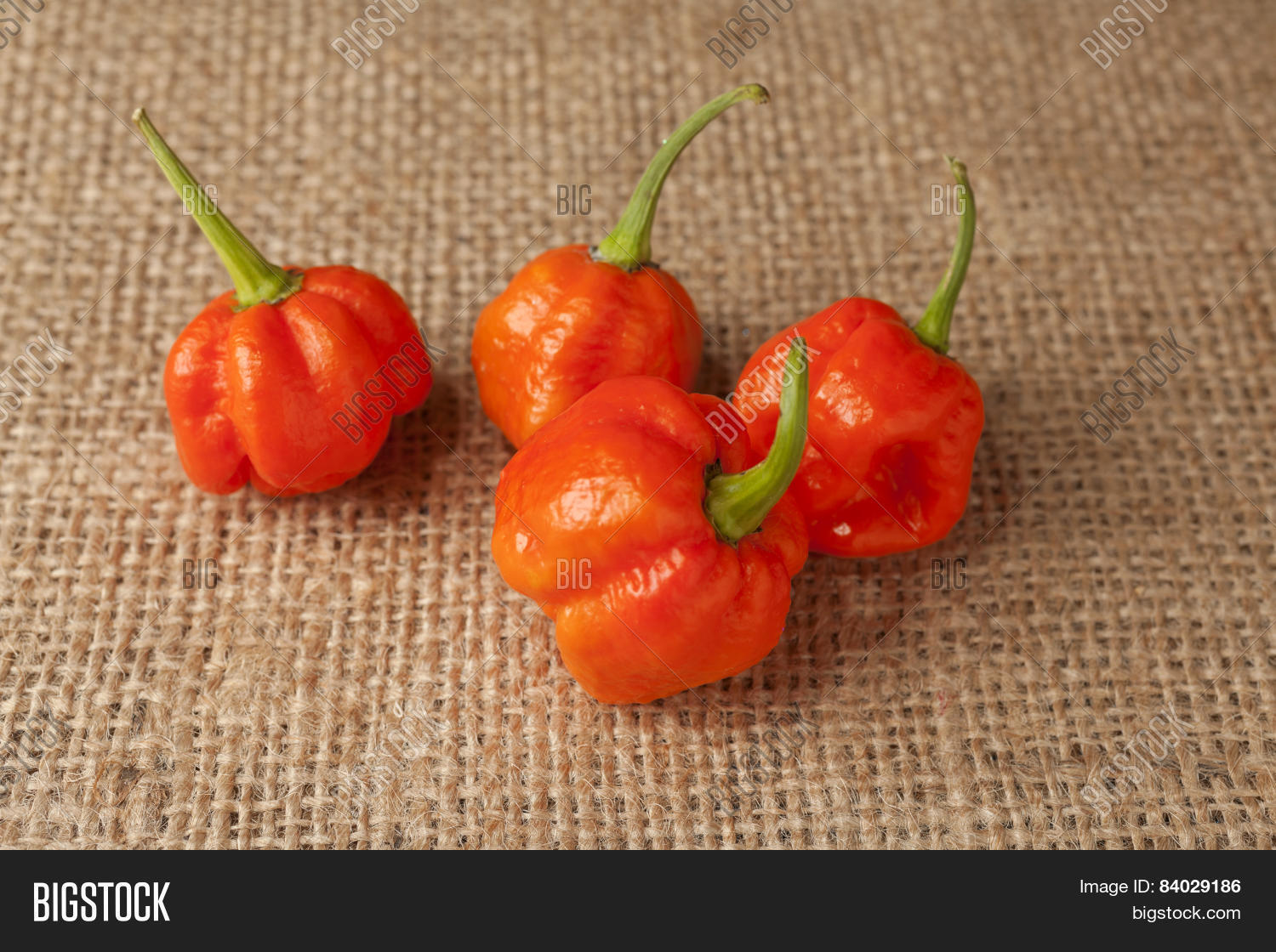 Trinidad Moruga Image & Photo (Free Trial) | Bigstock