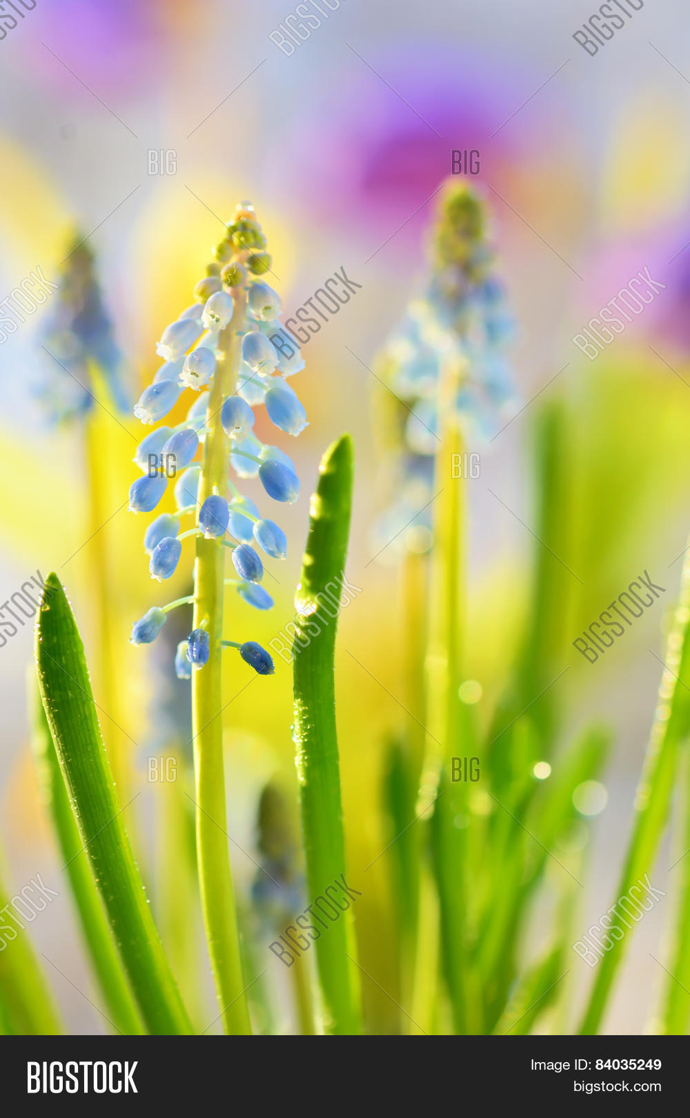 Muscari Neglectum Image & Photo (Free Trial) | Bigstock