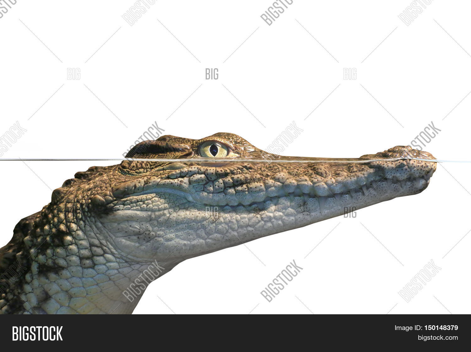 Portrait Alligator Image & Photo (Free Trial) | Bigstock