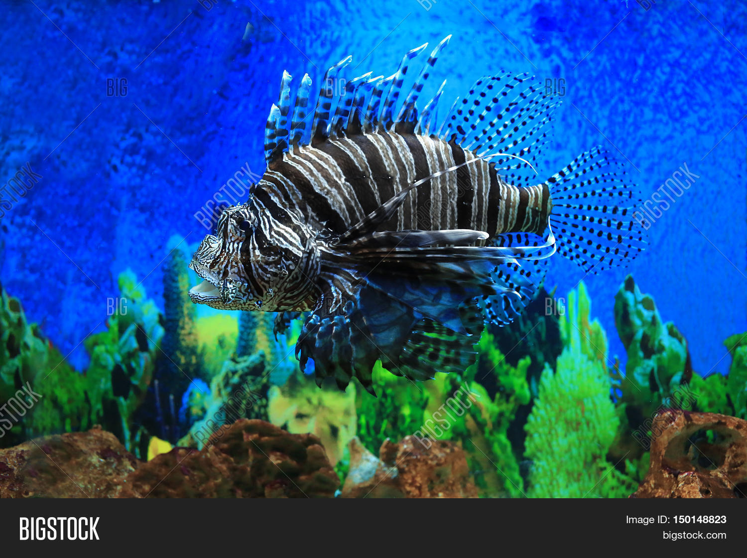 Lion Fish Aquarium Image & Photo (Free Trial) | Bigstock