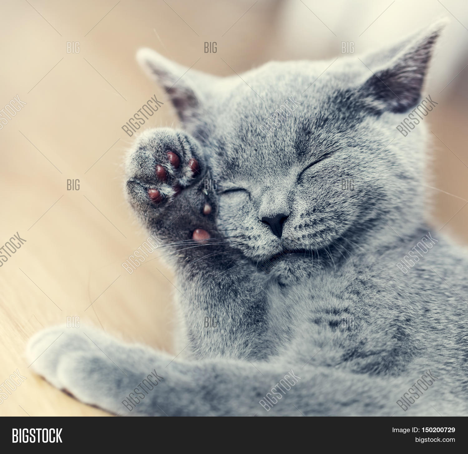 Young Cute Cat Washing Image & Photo (Free Trial) | Bigstock