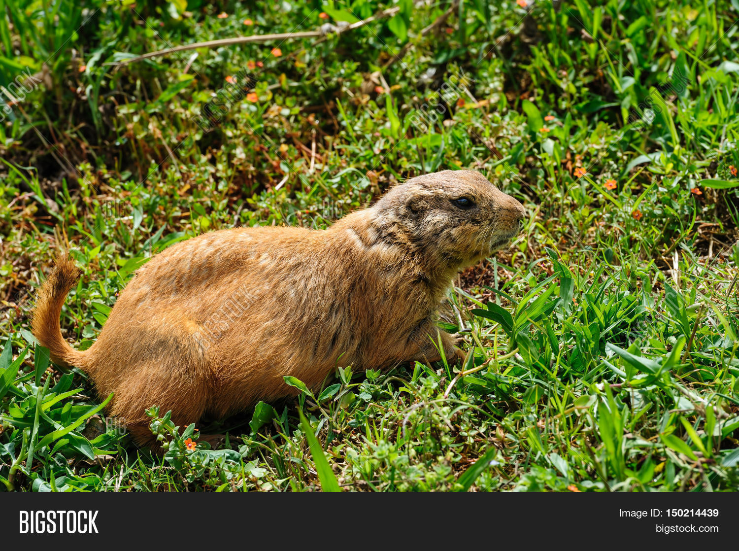 Brown Furry Gopher Image & Photo (Free Trial) | Bigstock