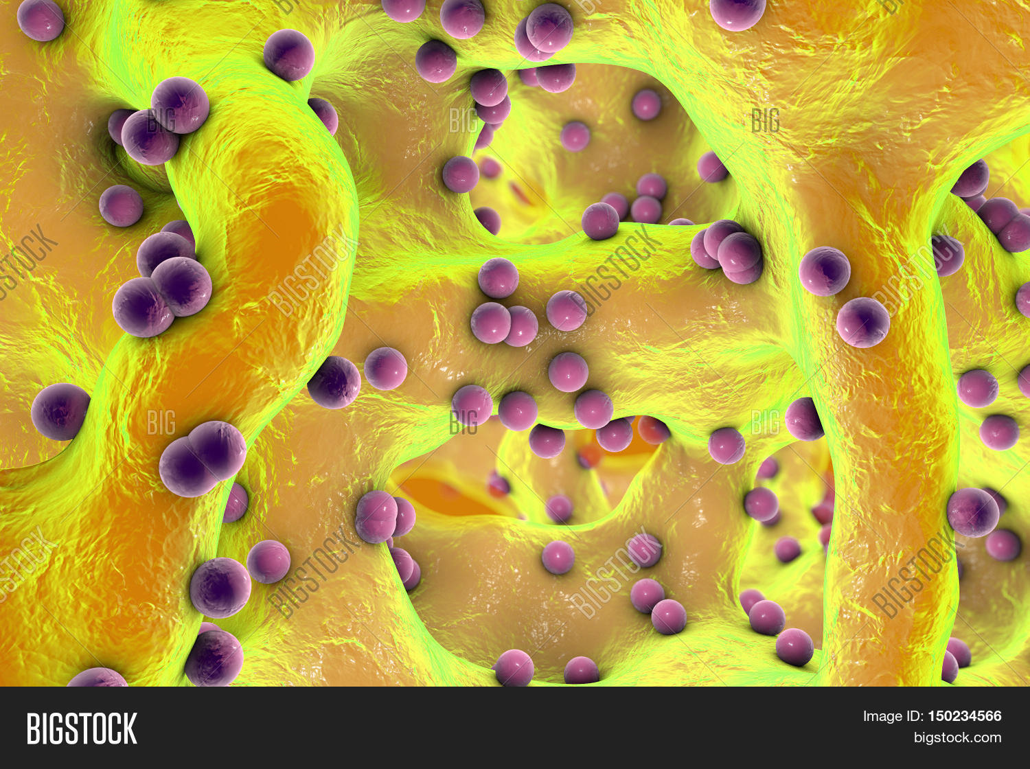 Imagen y foto Spherical Bacteria (prueba gratis) | Bigstock