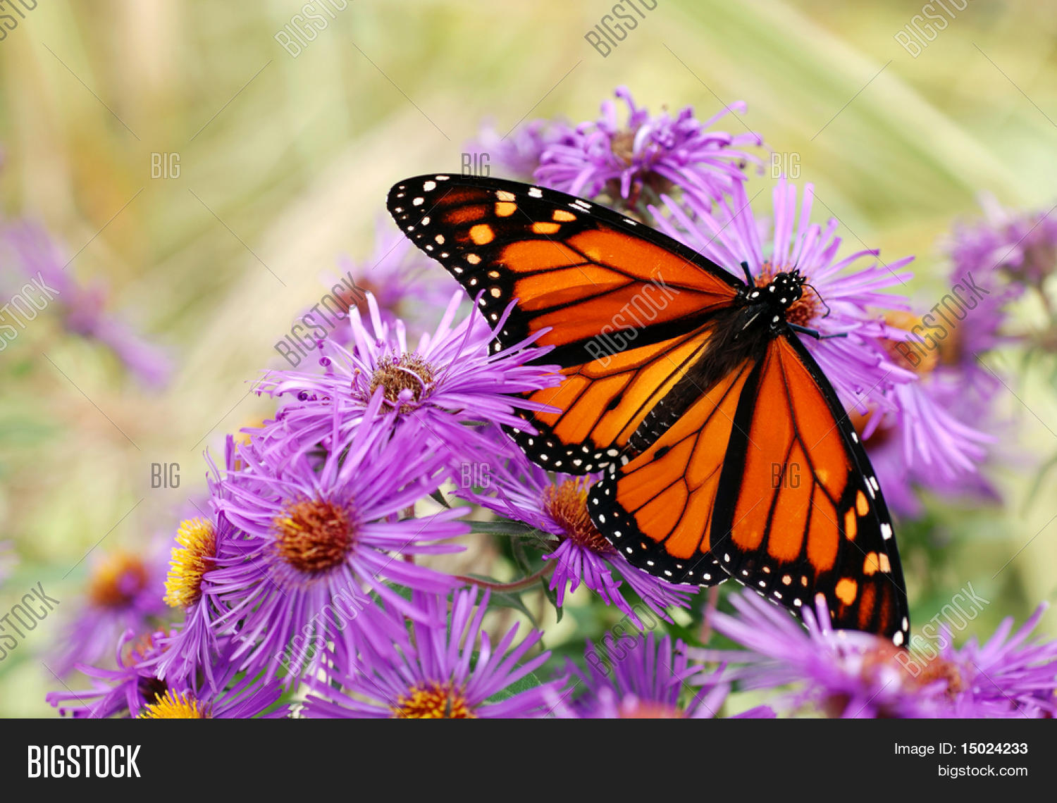 Beautiful Monarch Image & Photo (Free Trial) | Bigstock
