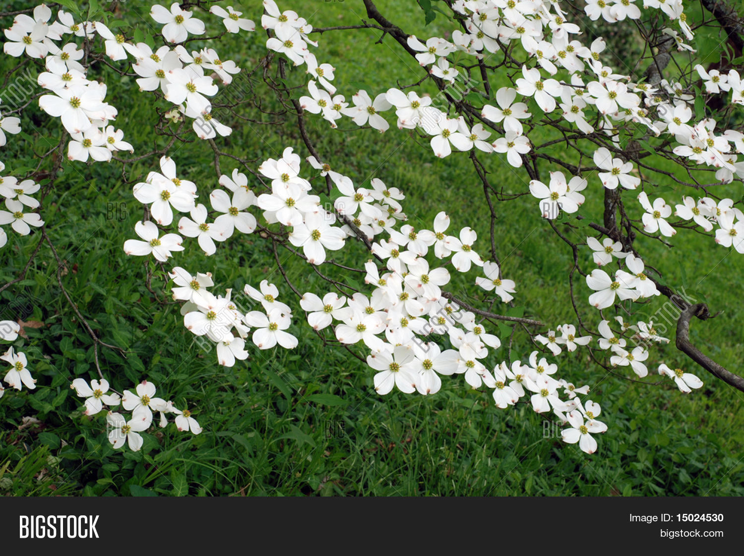 Low Hanging Branches Image & Photo (Free Trial) | Bigstock