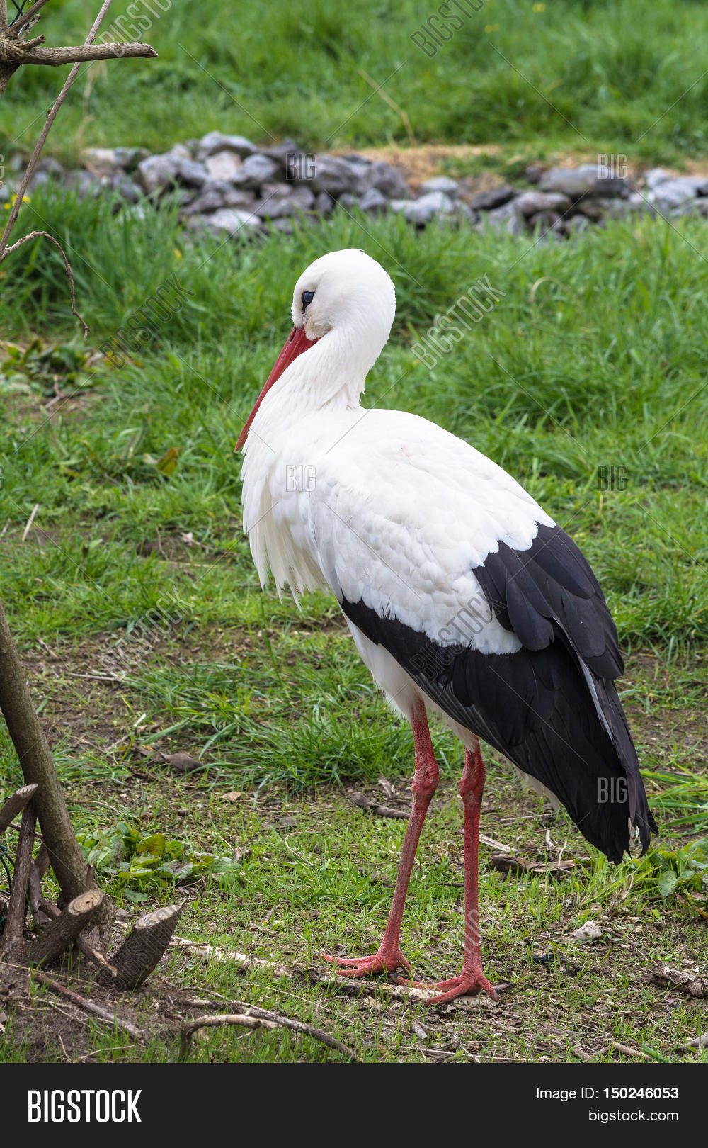Old Adult Stork Image & Photo (Free Trial) | Bigstock