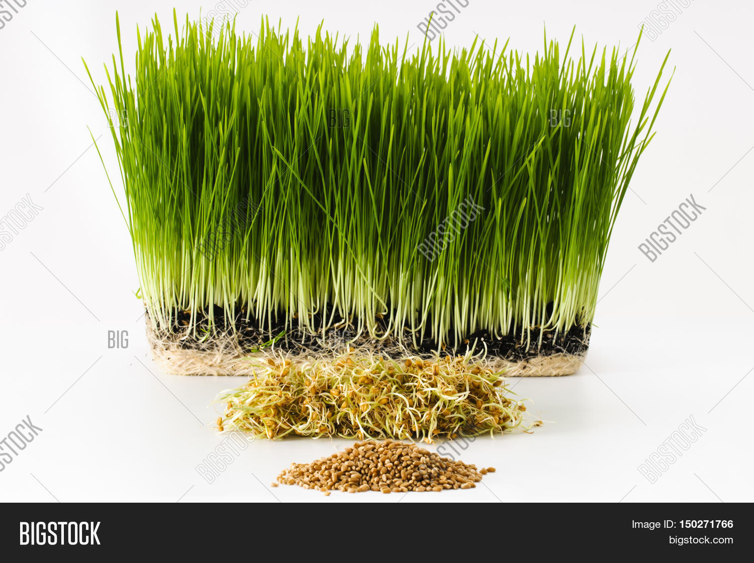 Growing Wheatgrass Image & Photo (Free Trial) | Bigstock
