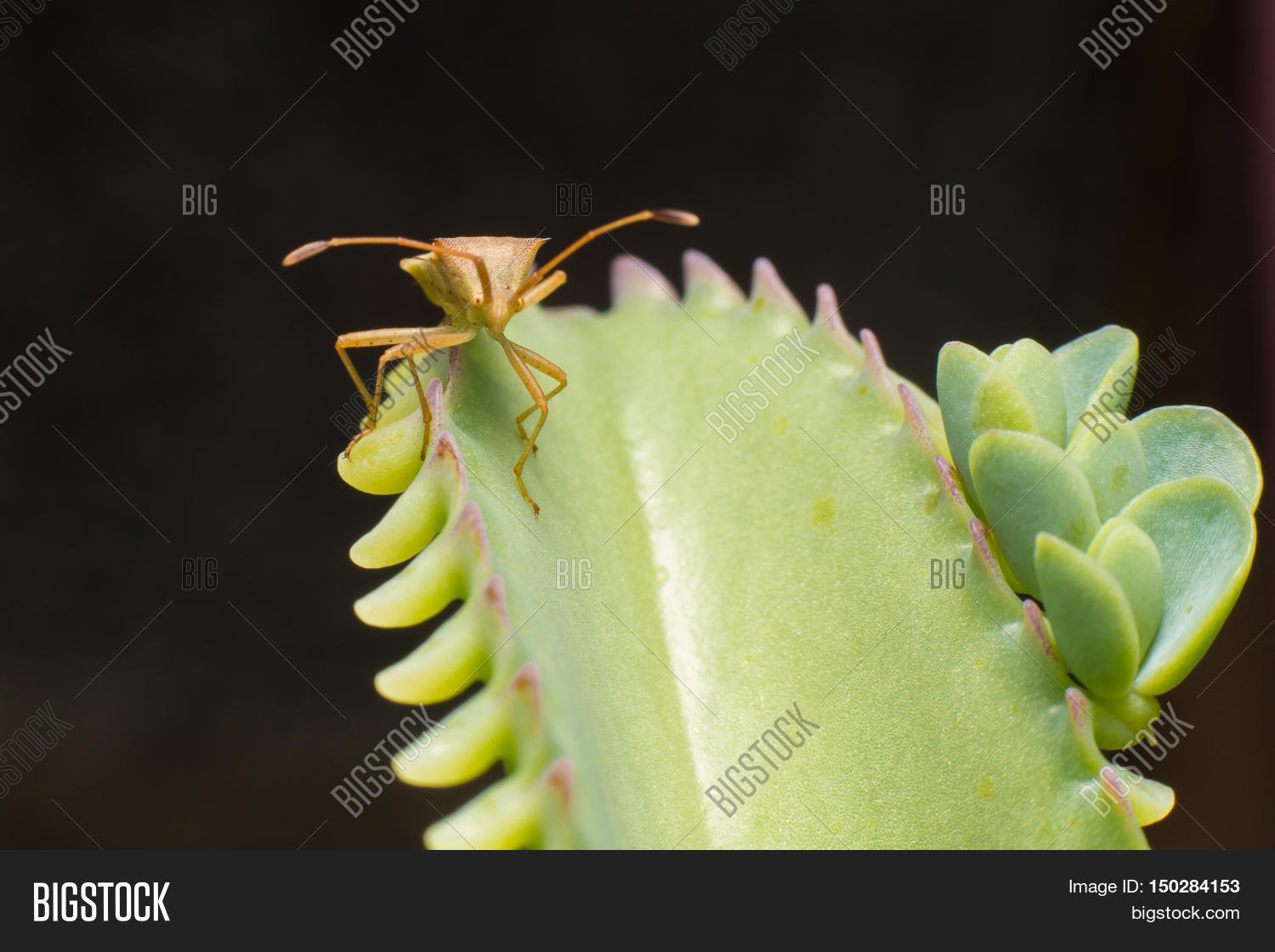 Hemiptera Nezara Image & Photo (Free Trial) | Bigstock
