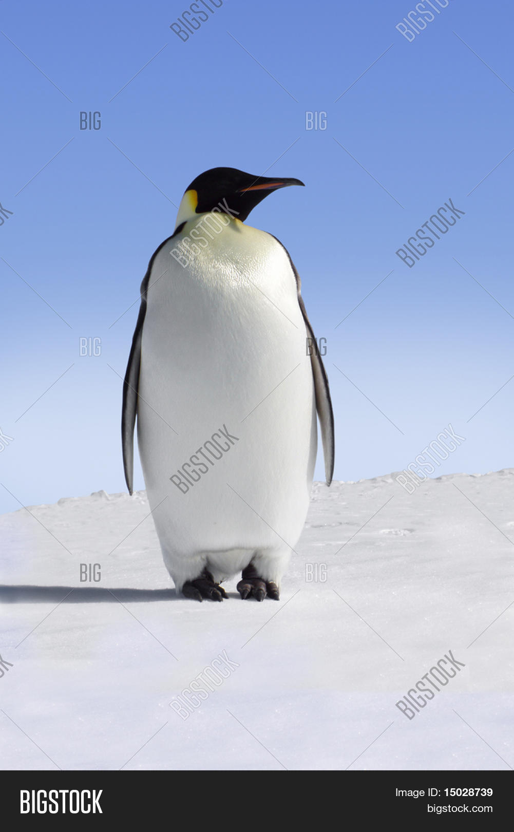 Single Emperor Penguin Image & Photo (Free Trial) | Bigstock