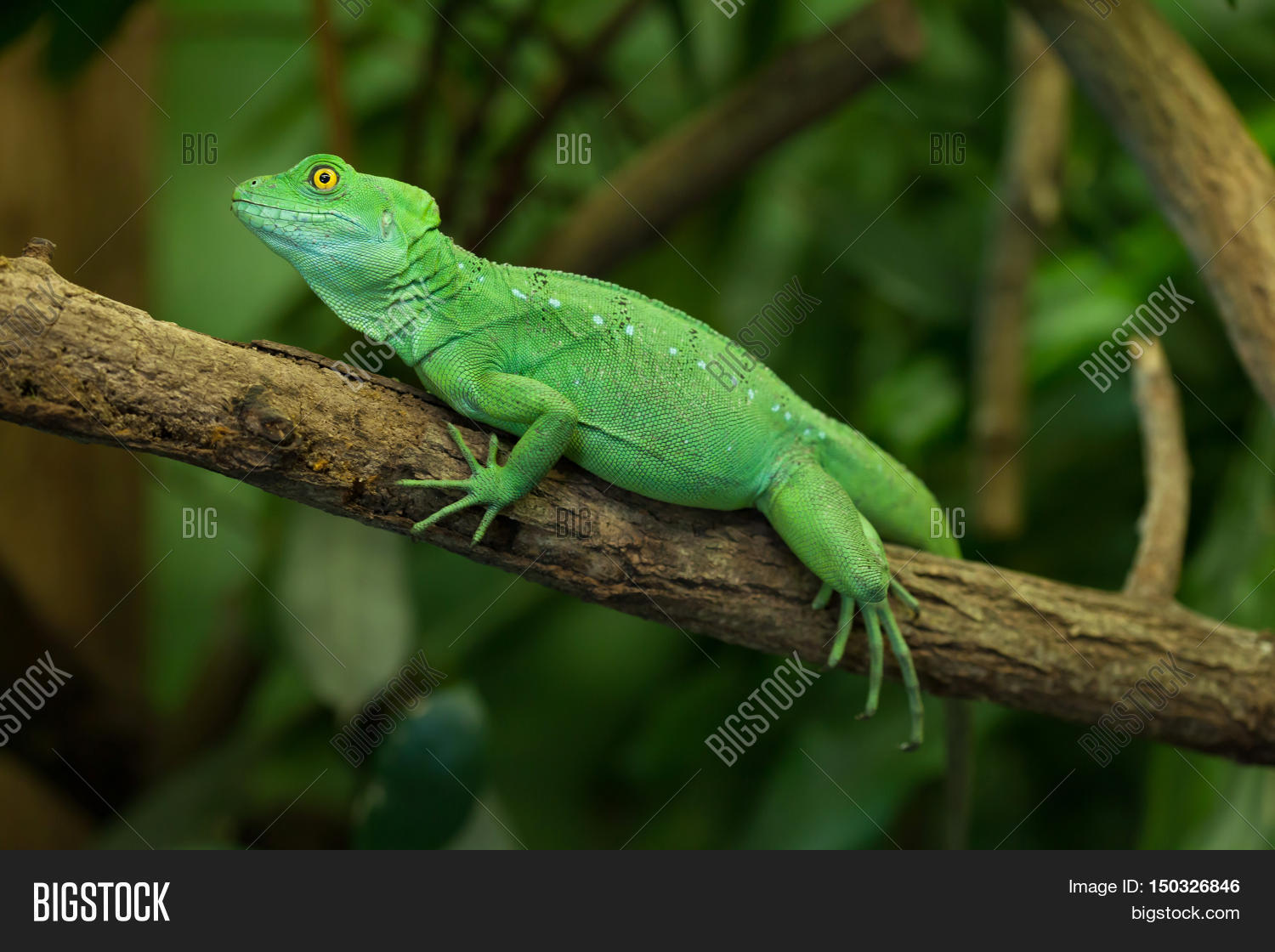 Plumed Basilisk ( Image & Photo (Free Trial) | Bigstock