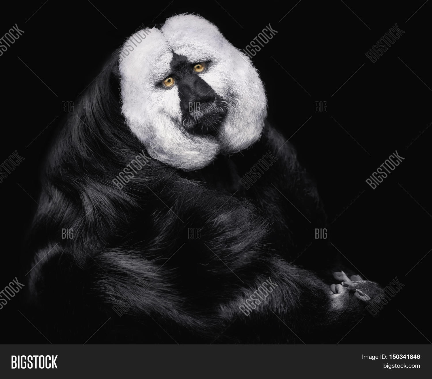 Beggar Monkey Begging Image & Photo (Free Trial) | Bigstock