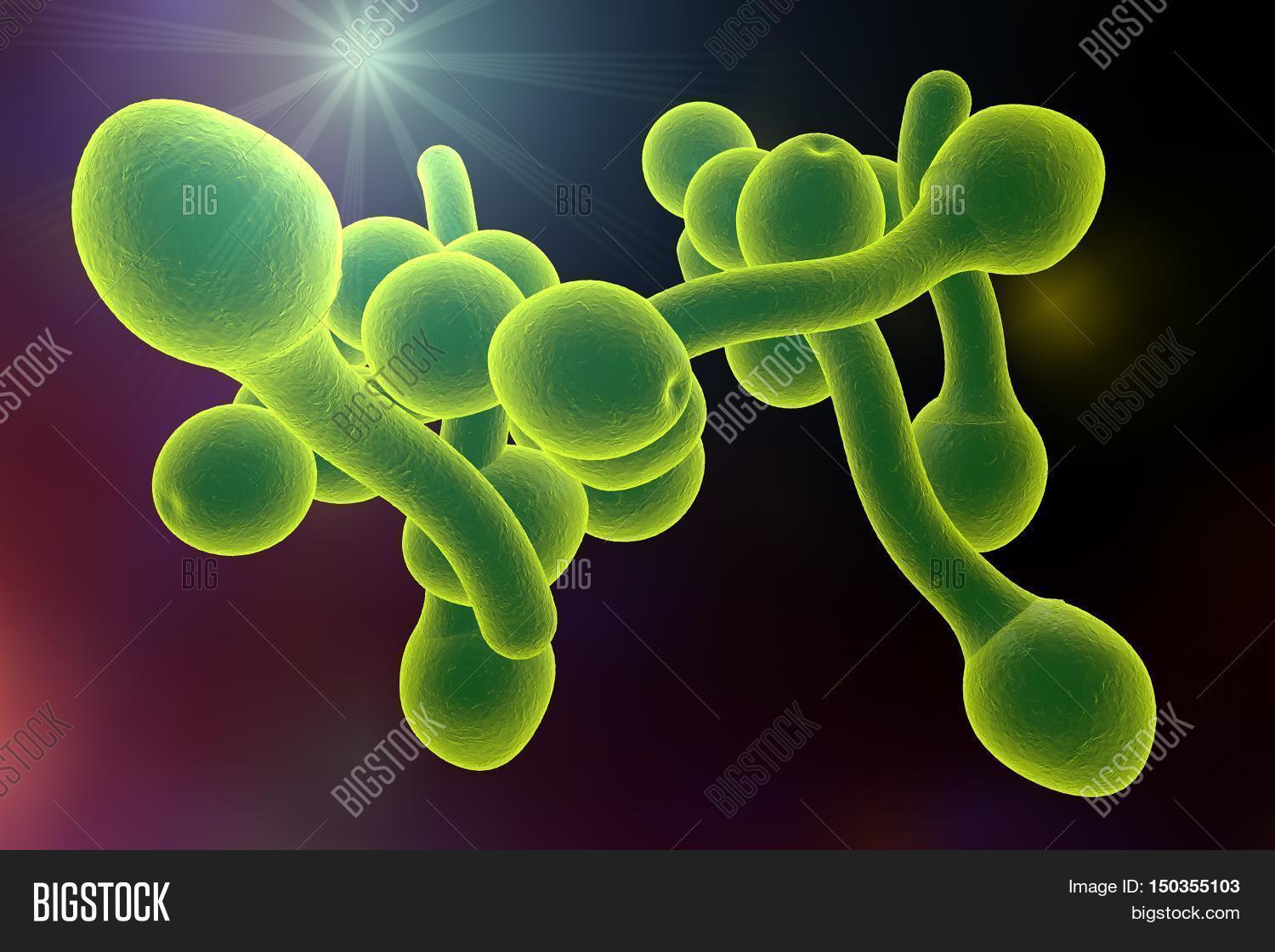 3D Illustration Fungi Image & Photo (Free Trial) | Bigstock