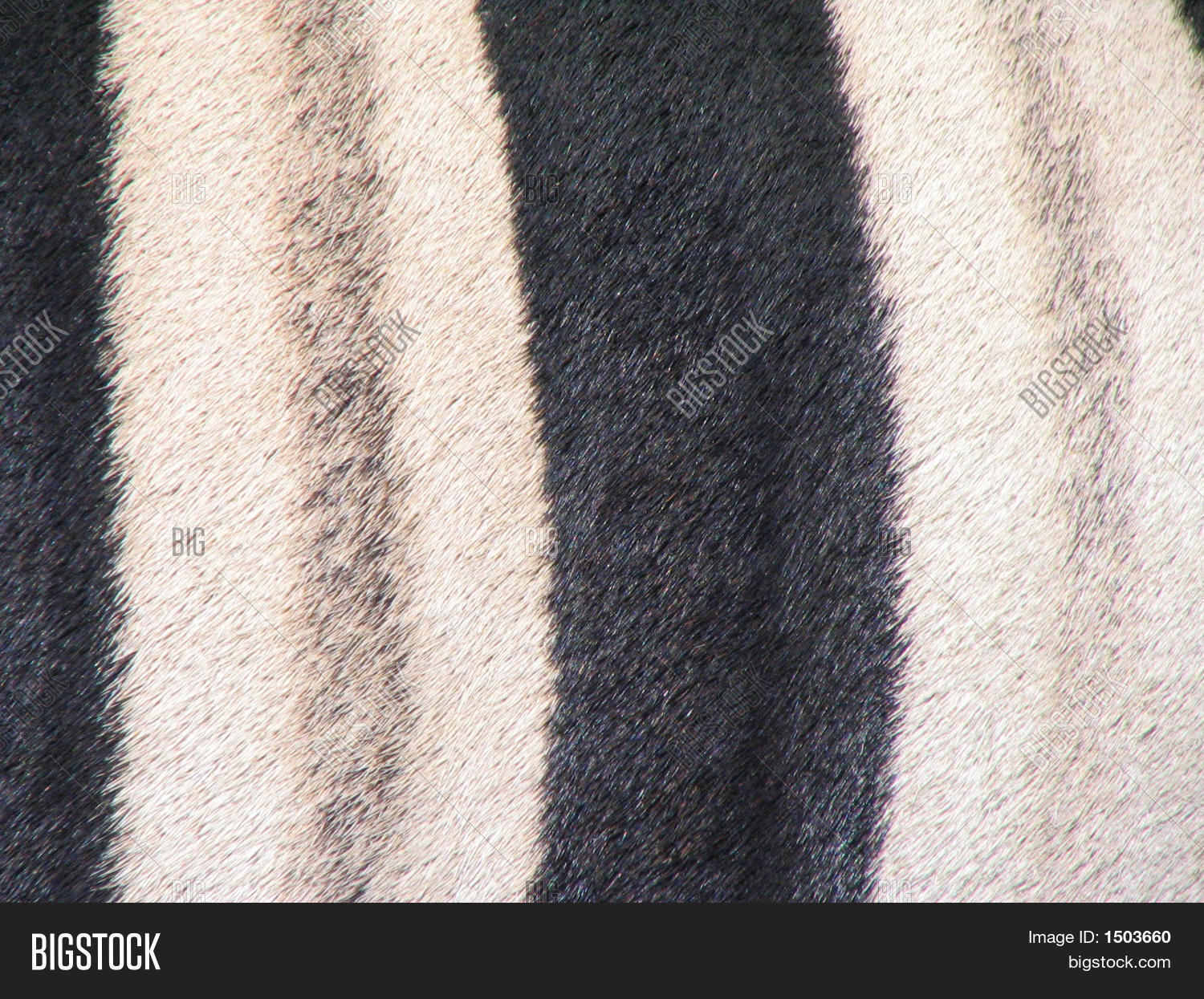 Zebra Texture Image & Photo (Free Trial) | Bigstock