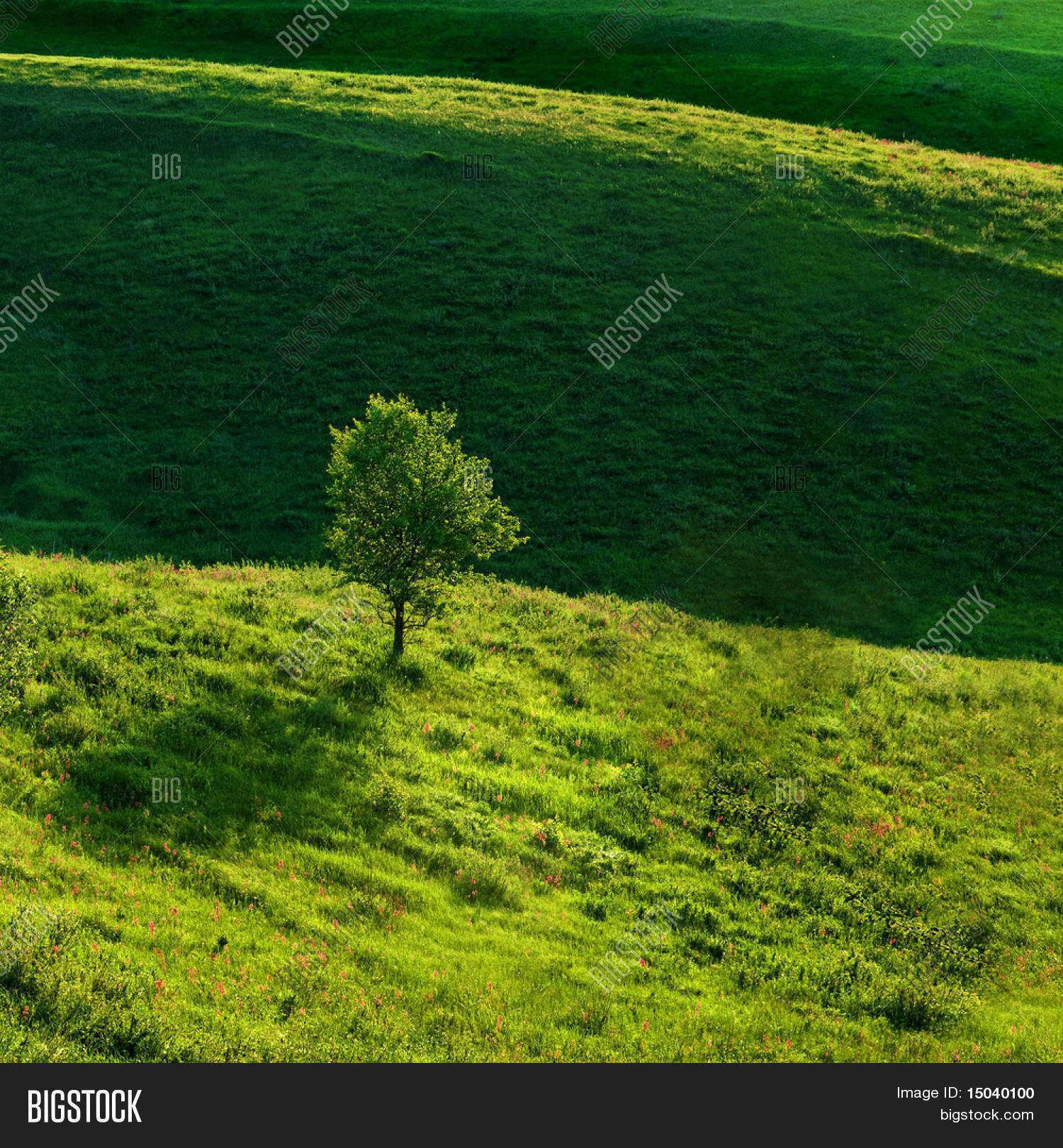 Green Meadow Tree Image & Photo (Free Trial) | Bigstock
