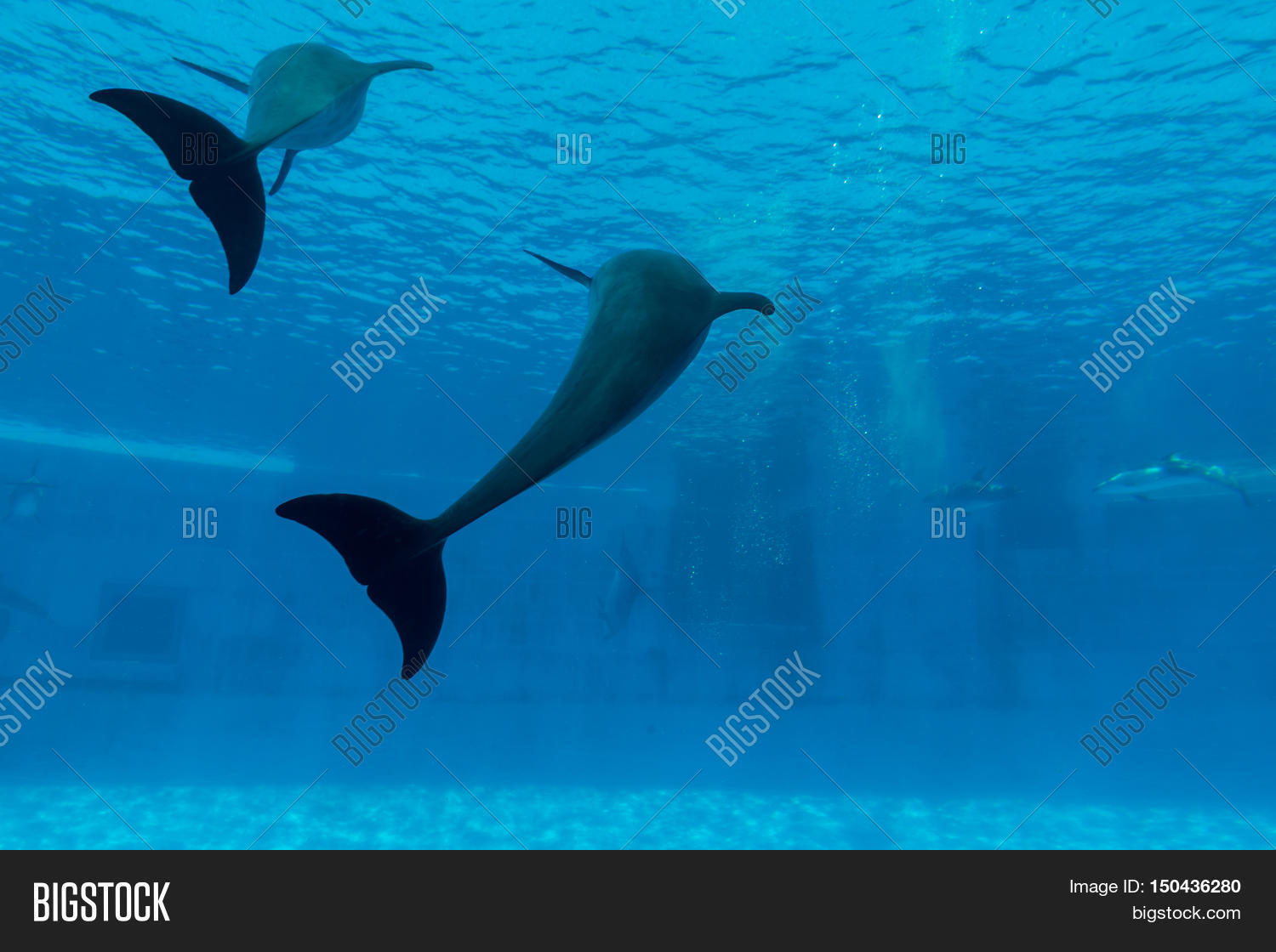 Dolphin Show Tail Image & Photo (Free Trial) | Bigstock