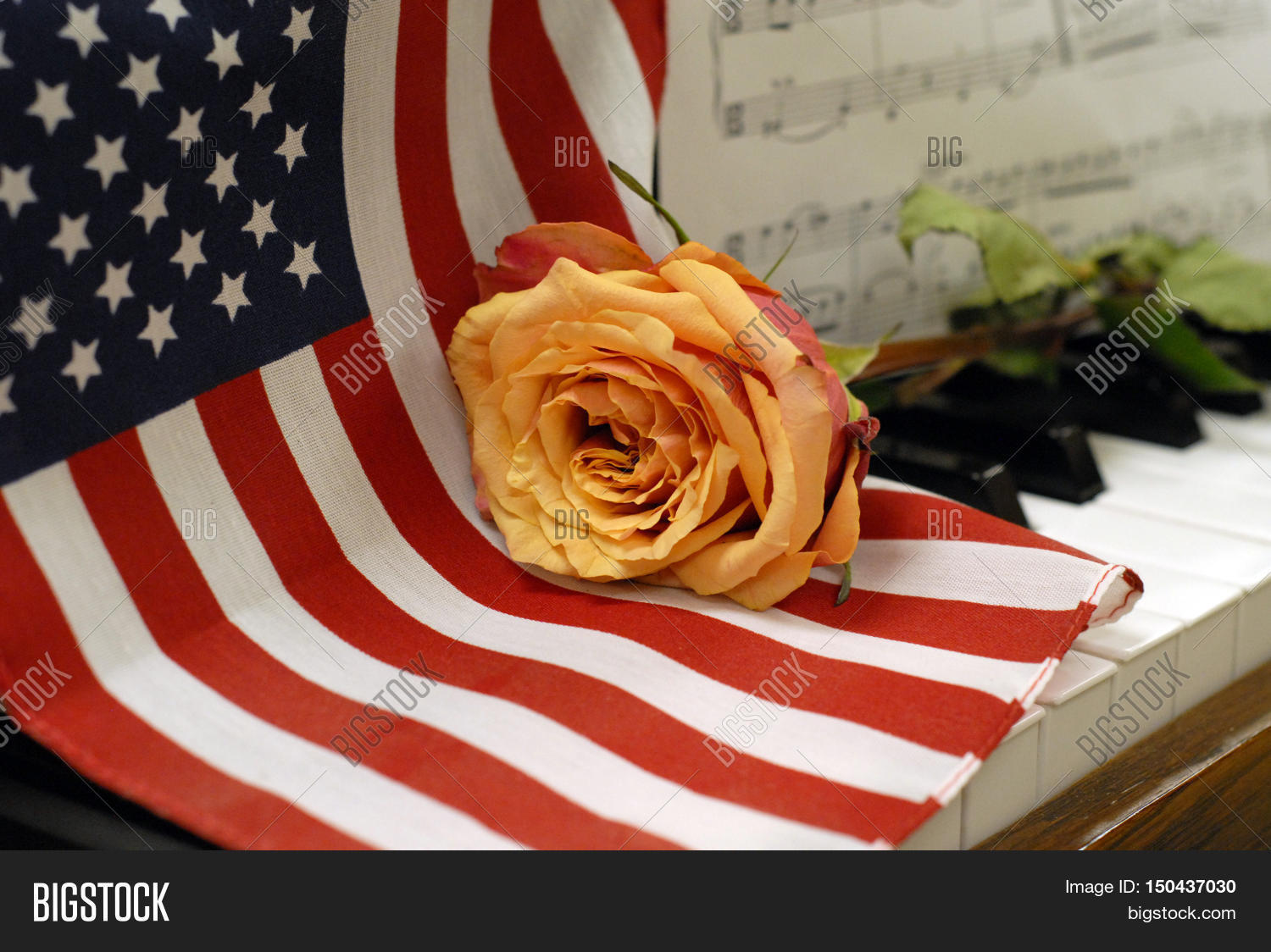 American Flag Rose On Image & Photo (Free Trial) | Bigstock