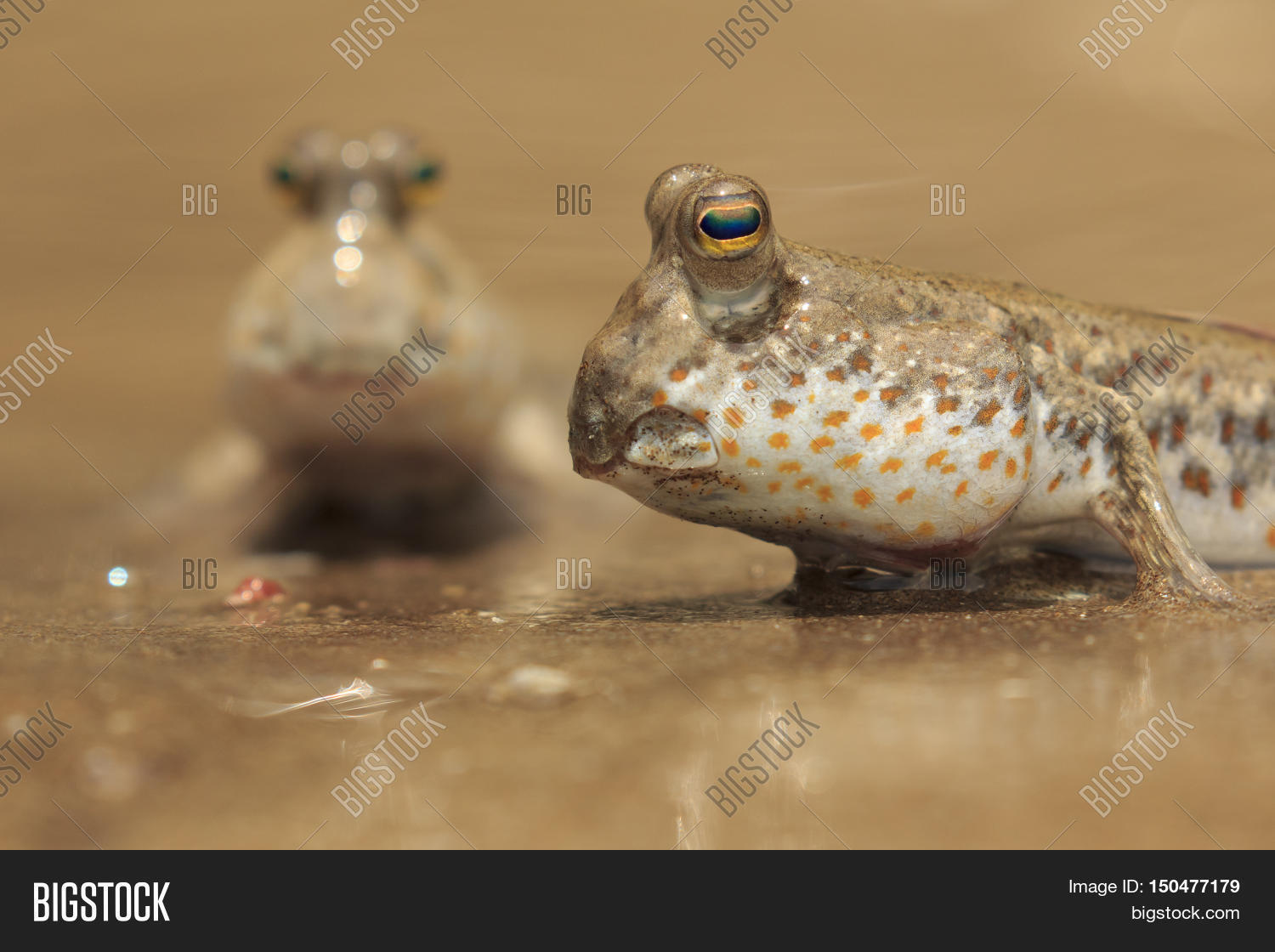Rockskipper Fish. Image & Photo (Free Trial) | Bigstock