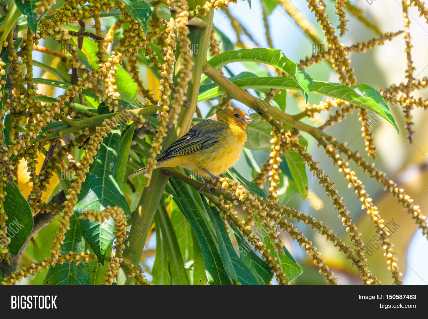 Canarinho Bird On Image & Photo (Free Trial) | Bigstock