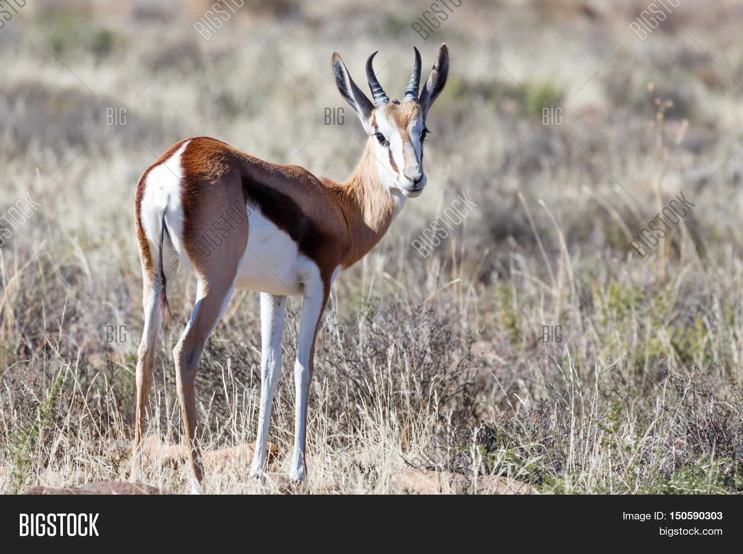 Inquisitive Springbok Image & Photo (Free Trial) | Bigstock