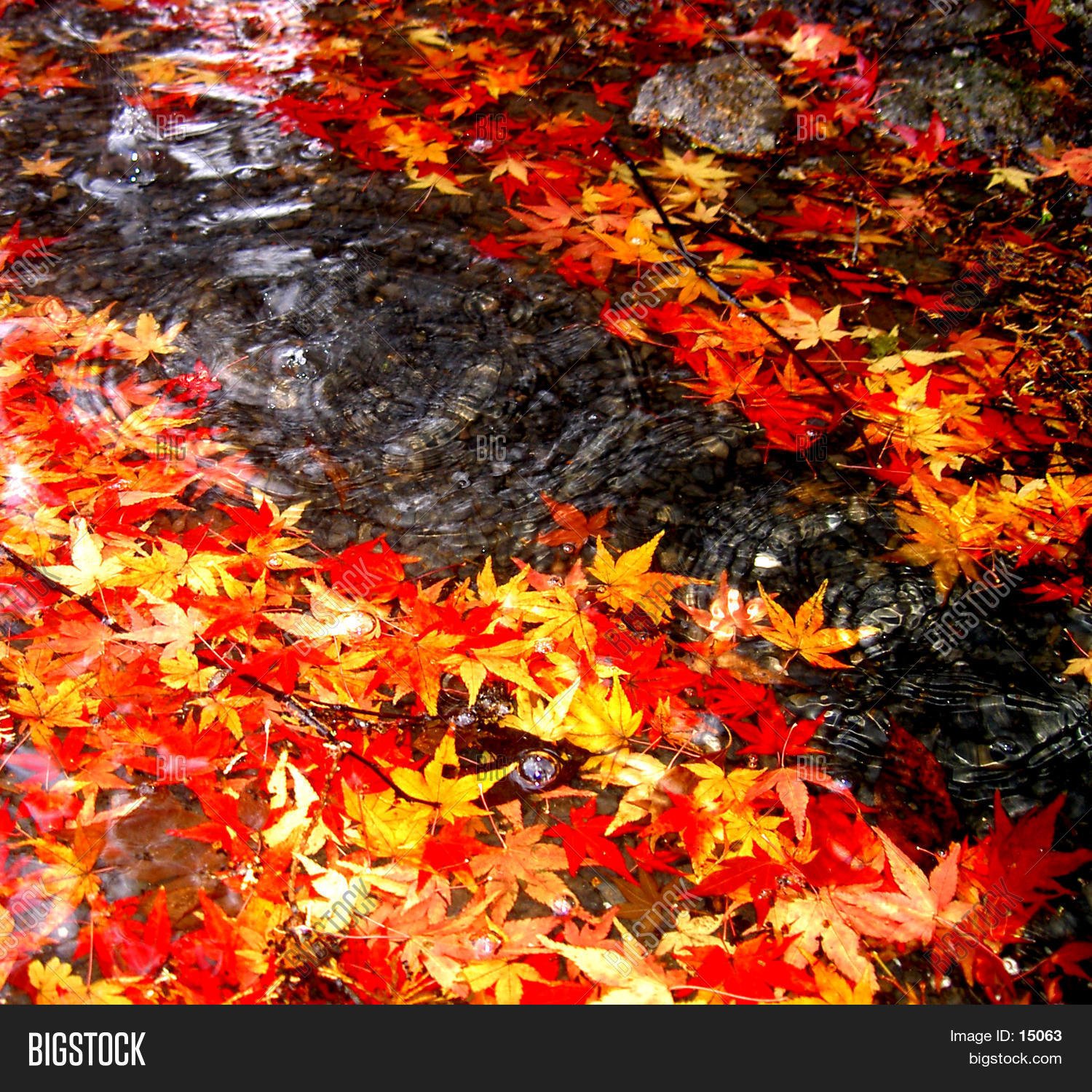 Autumn Dropping Image & Photo (Free Trial) | Bigstock