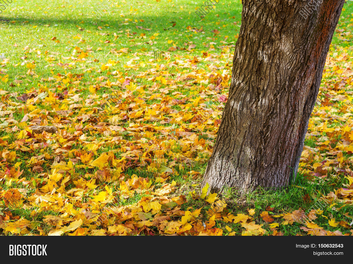 Yellow Fallen Maple Image & Photo (Free Trial) | Bigstock