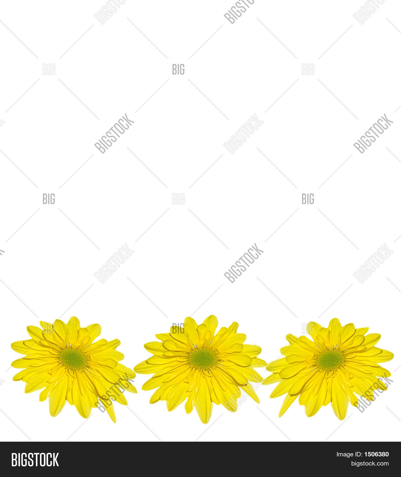 Yellow Daisy Border Image & Photo (Free Trial) | Bigstock