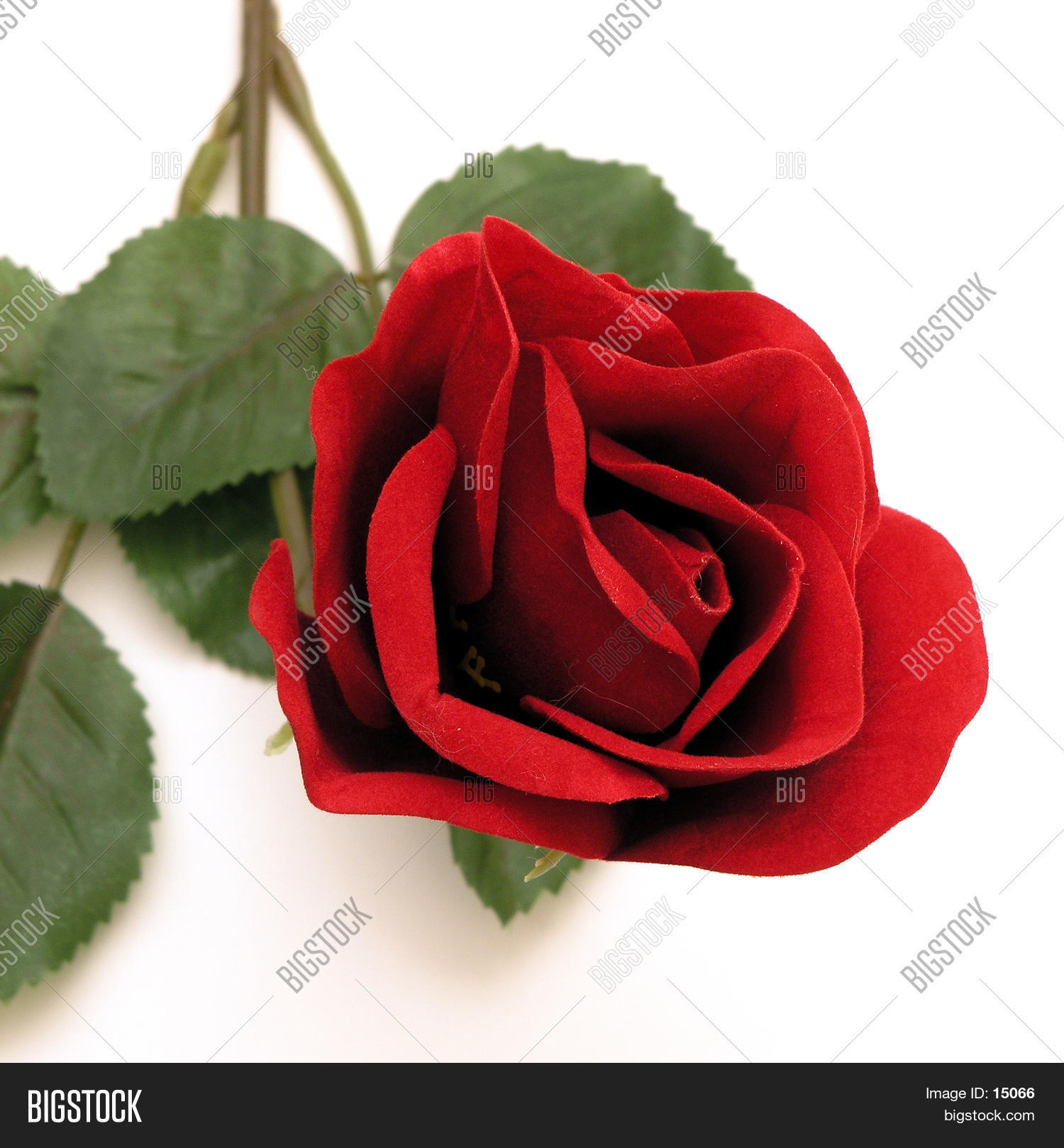 Single Red Rose Image & Photo (Free Trial) | Bigstock