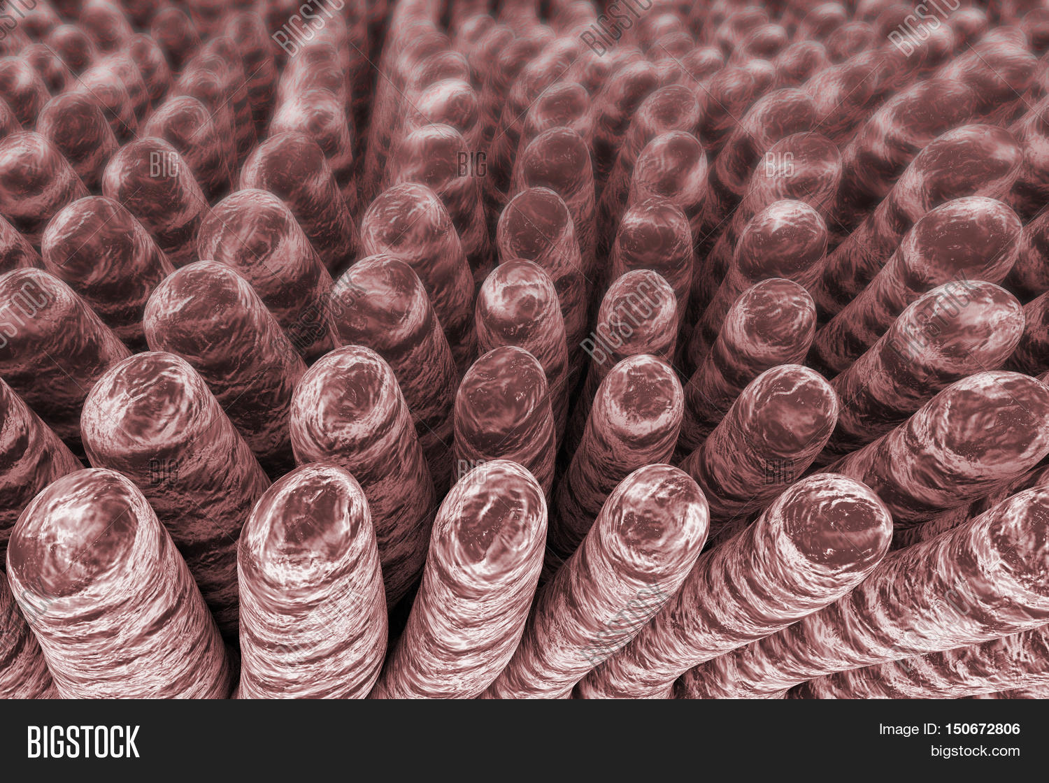 Villi Small Intestine Image & Photo (Free Trial) | Bigstock