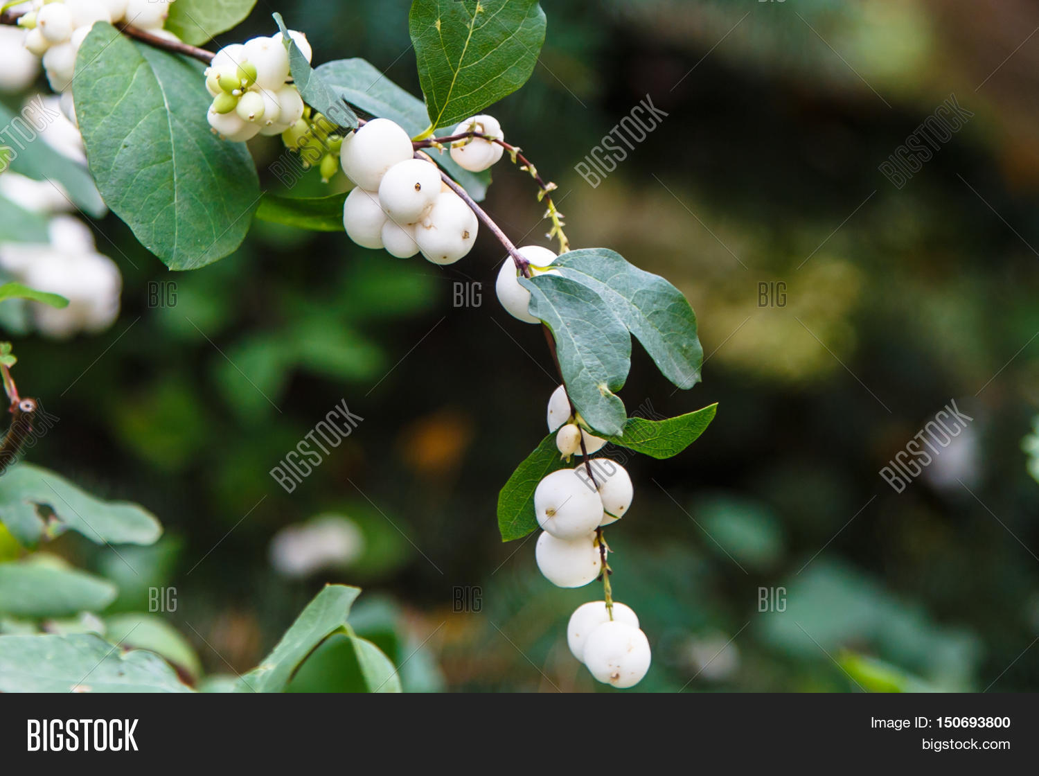 Symphoricarpos Albus Image & Photo (Free Trial) | Bigstock