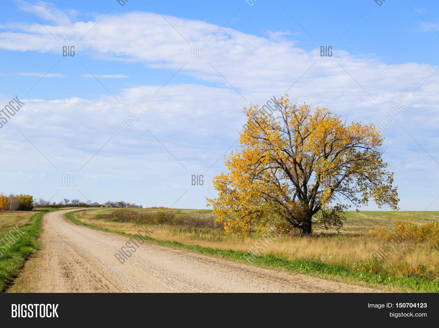 One Tall Tree Yellow Image & Photo (Free Trial) | Bigstock