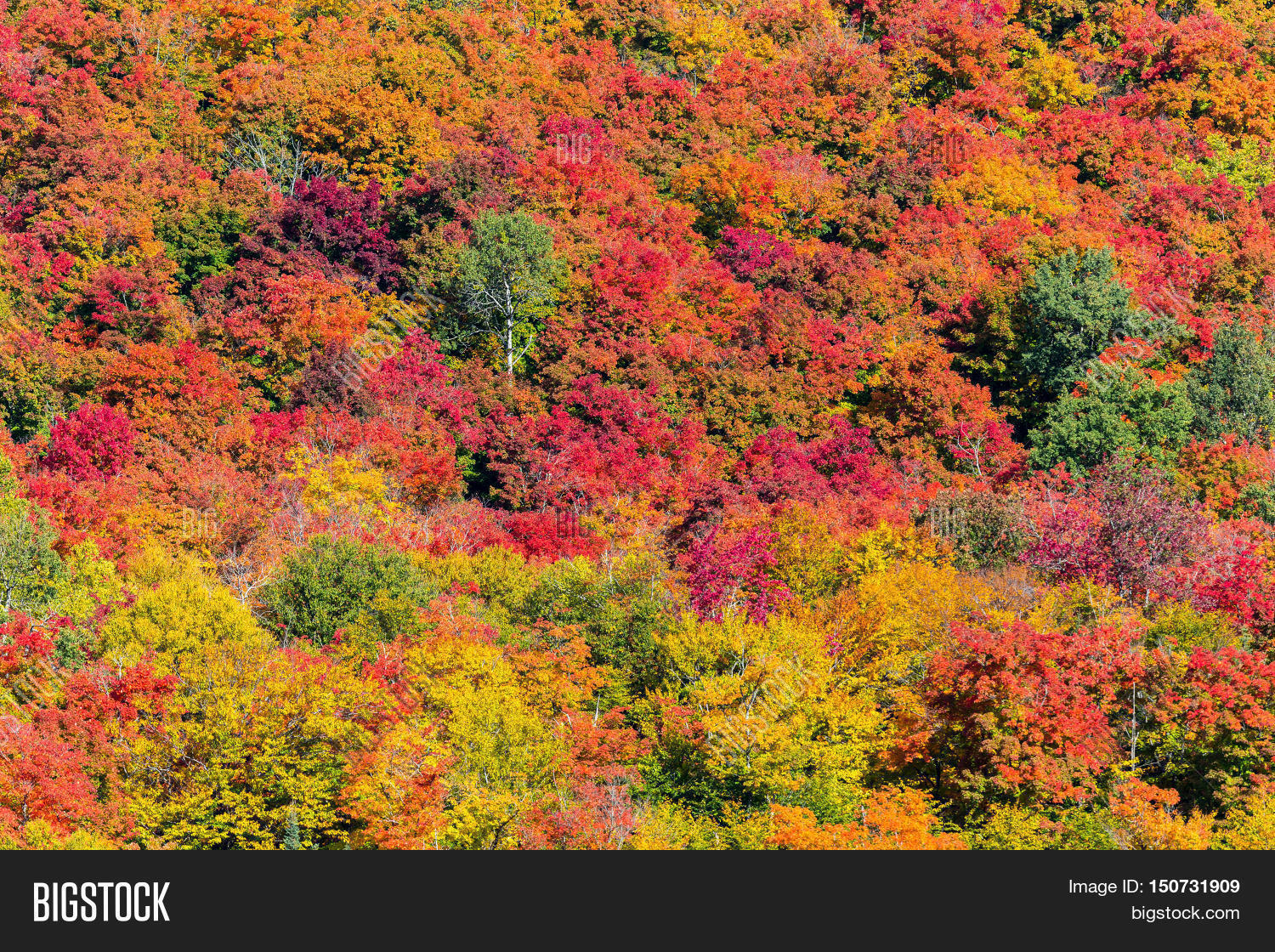 Autumn Beginning Take Image & Photo (Free Trial) | Bigstock
