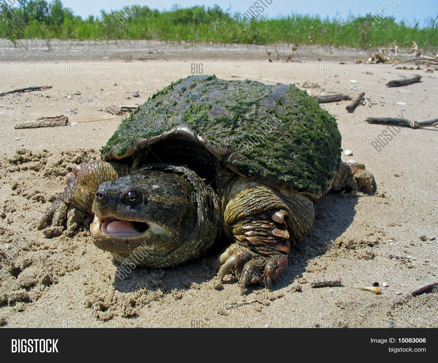 Snapping Turtle Image & Photo (Free Trial) | Bigstock