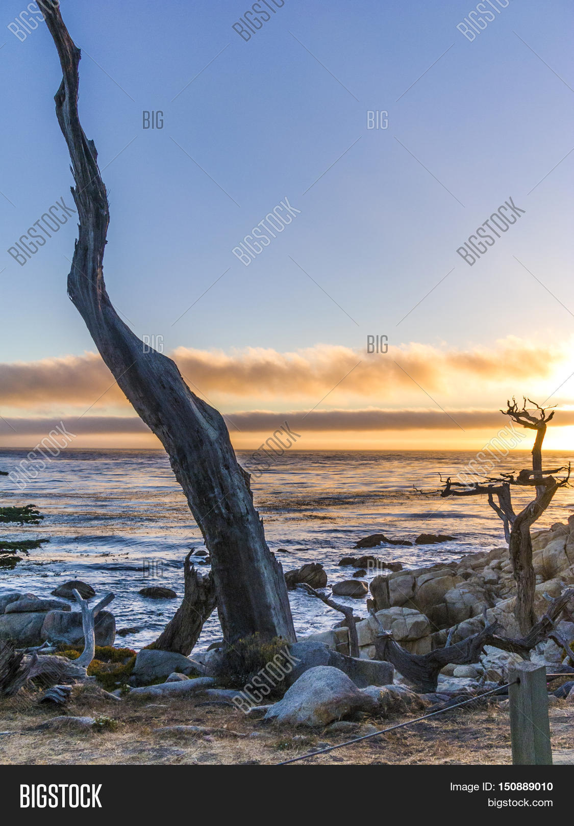 Old Dead Tree Beach Image & Photo (Free Trial) | Bigstock