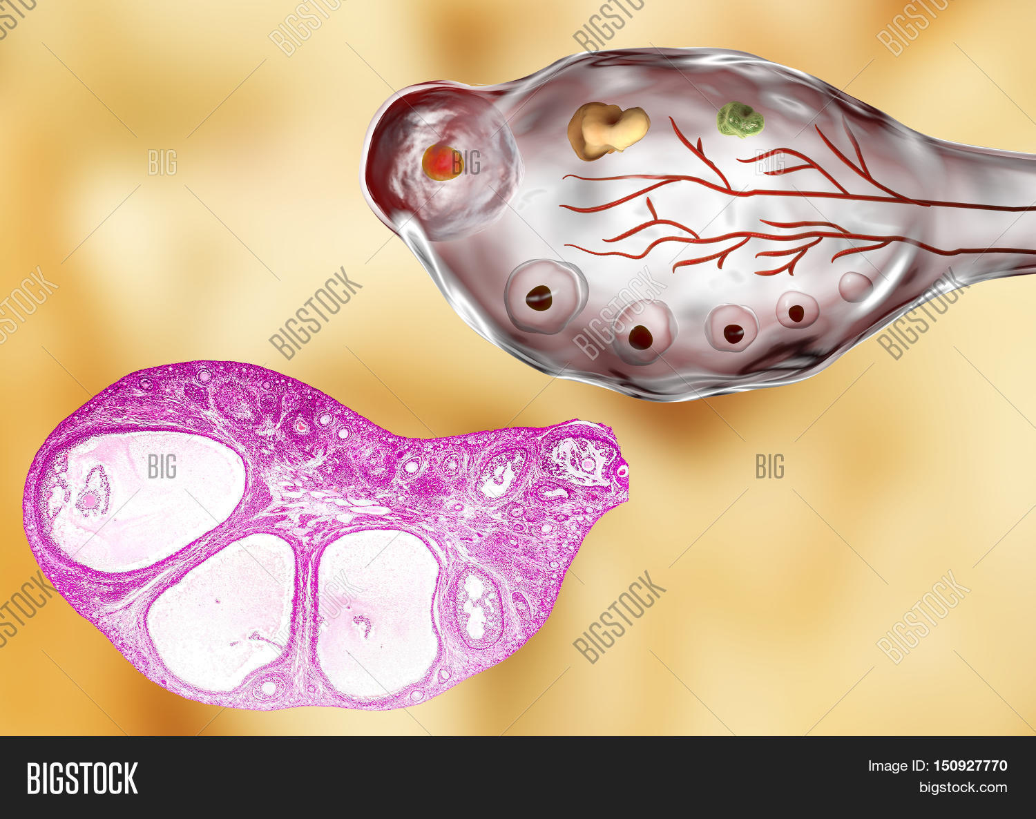 Transverse Section Image & Photo (Free Trial) | Bigstock