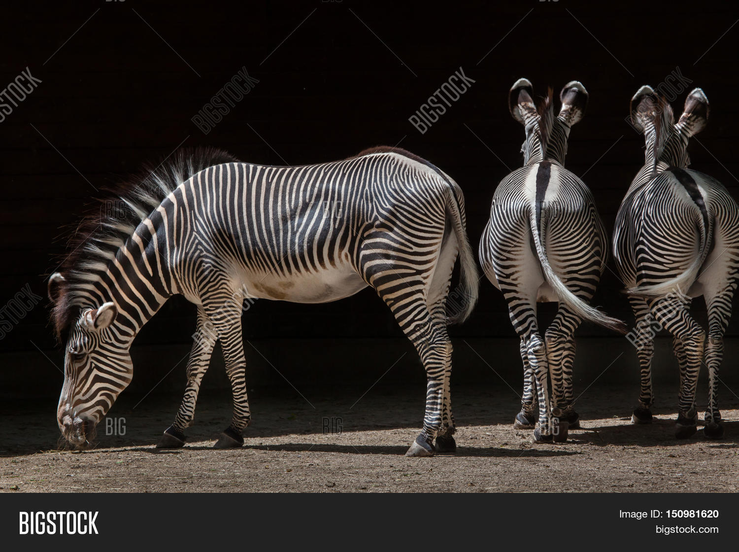 Grevy's Zebra (Equus Image & Photo (Free Trial) | Bigstock
