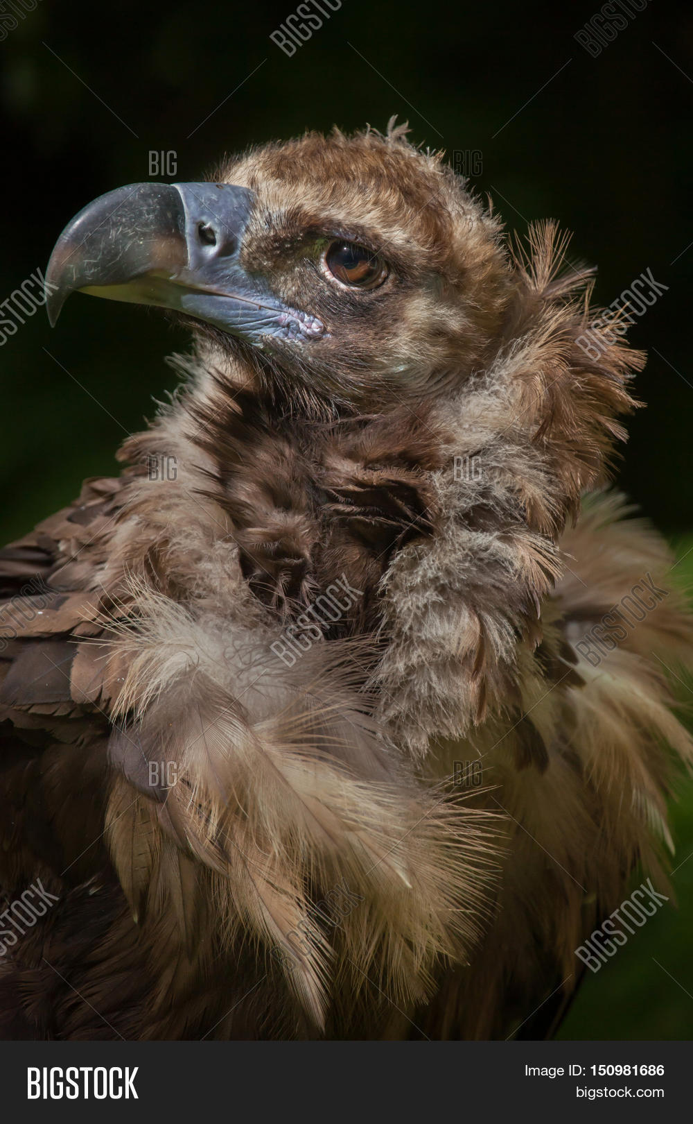 Cinereous Vulture ( Image & Photo (Free Trial) | Bigstock