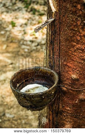 Process Making Rubber Image & Photo (Free Trial) | Bigstock