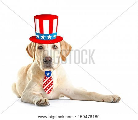 Cute Dog Uncle Sam Hat Image & Photo (Free Trial) | Bigstock