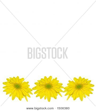 Yellow Daisy Border Image & Photo (Free Trial) | Bigstock