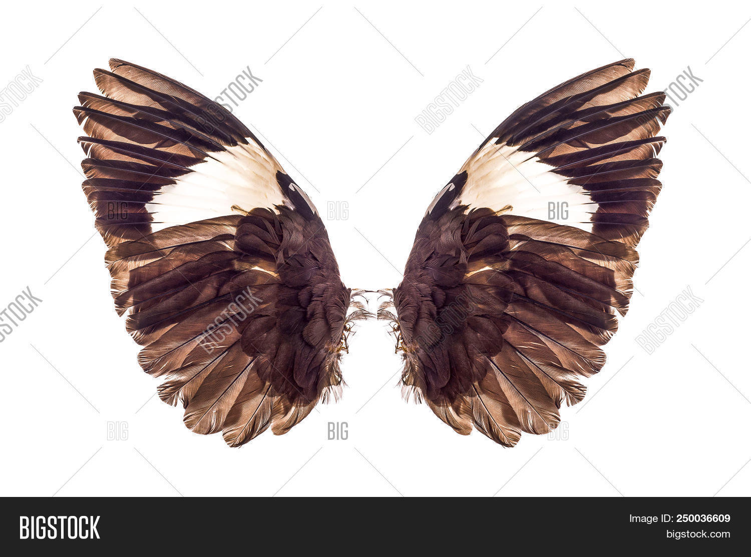 Wings Birds Isolated Image & Photo (Free Trial) | Bigstock