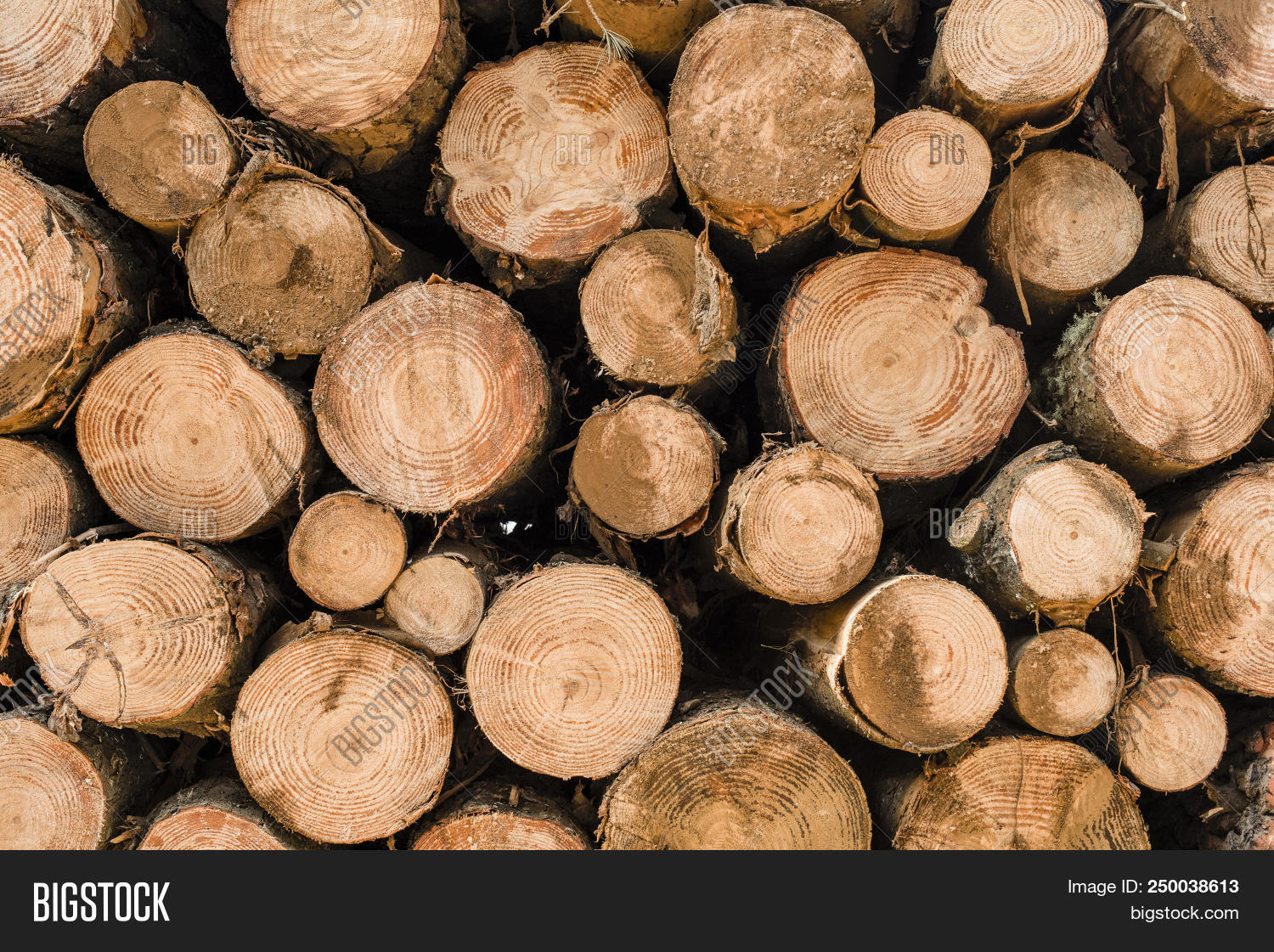Wood Tree Logs Cut Image & Photo (Free Trial) | Bigstock