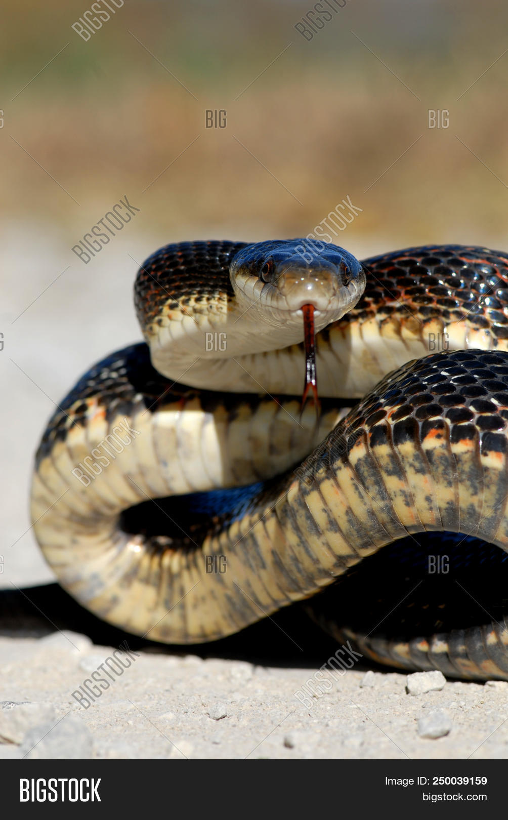 Western Rat Snake Image & Photo (Free Trial) | Bigstock