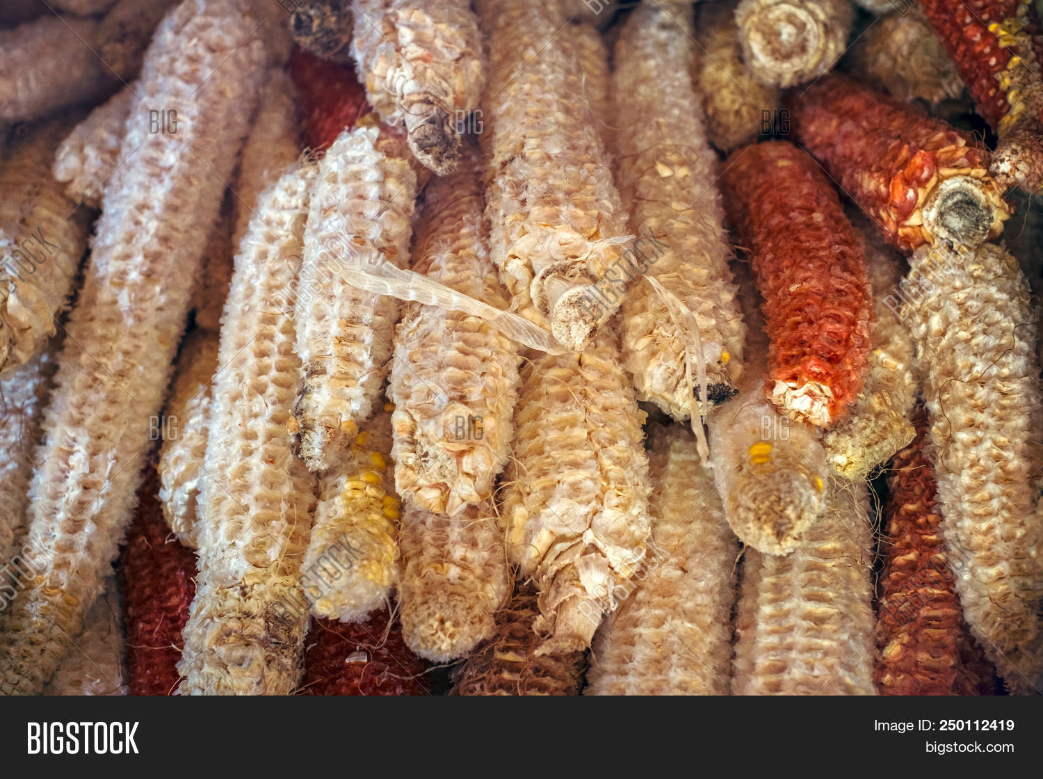 Corn Cob Cornstalk Image & Photo (Free Trial) | Bigstock