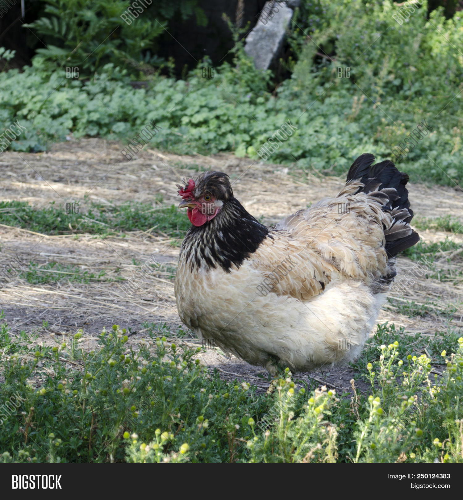 Funny Frustrated Image & Photo (Free Trial) | Bigstock